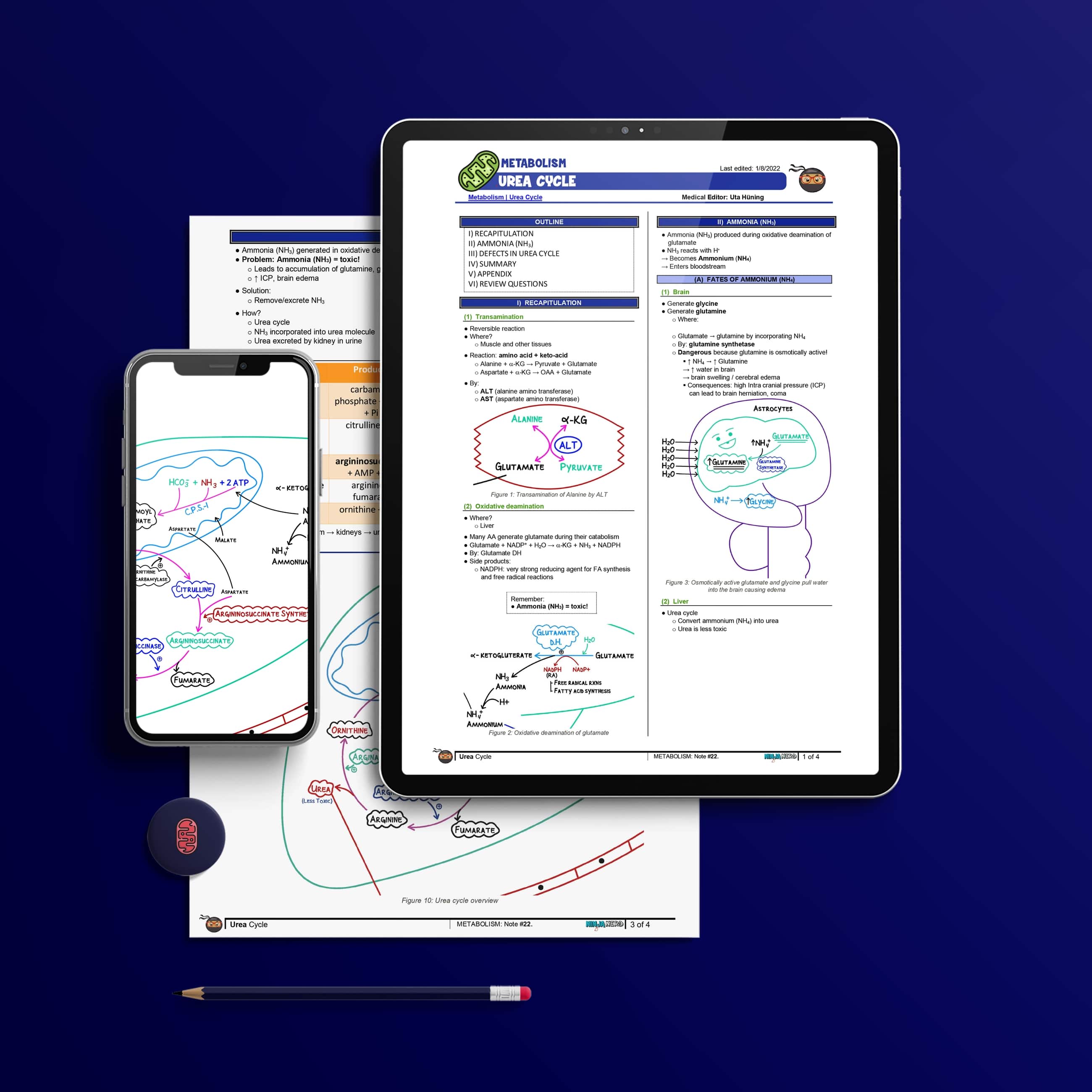 Urea Cycle - Notes - NinjaNerd Medicine